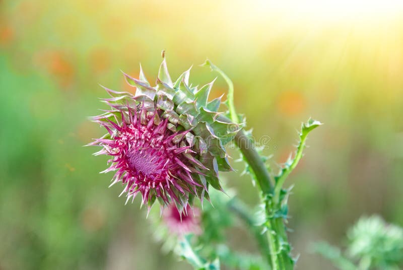 1,543 Spiky Thistle Plant Photos - Free & Royalty-Free Stock Photos ...