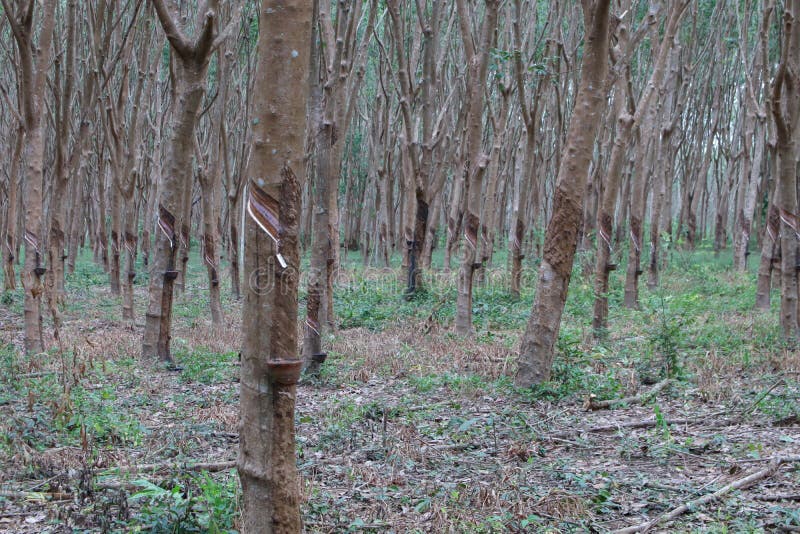 Row of Rubber Trees in the Garden Stock Photo - Image of natural ...