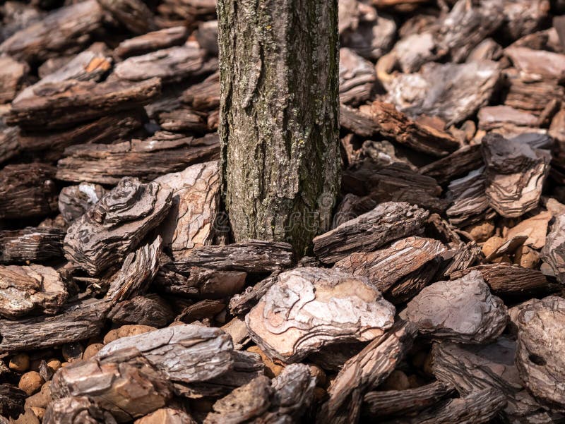 Close-up Rowing Tree in a Container on the Street. Covering the Ground ...