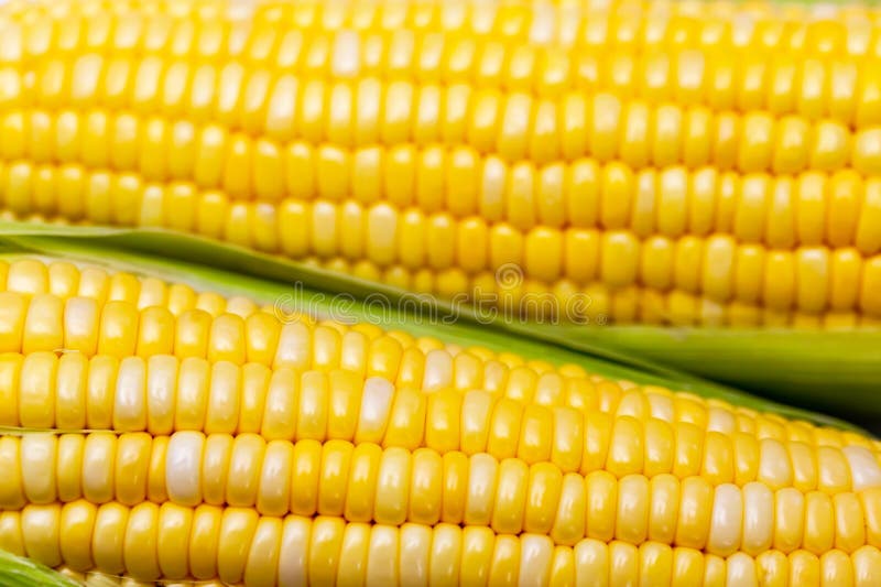 Sweet Corn is a Plant that is High in Nutrients, High in Fiber. Stock ...