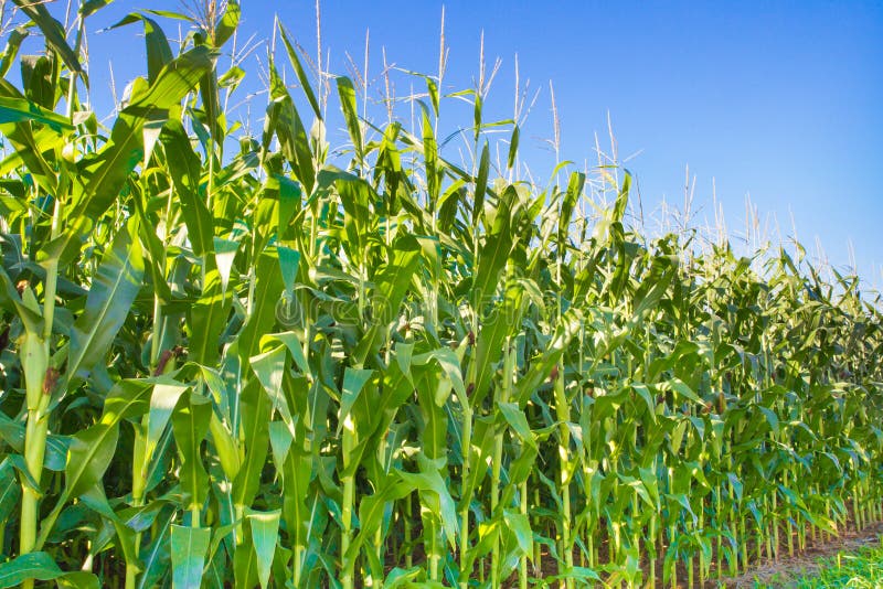 Cornfield stock image. Image of grain, food, agriculture - 98097035
