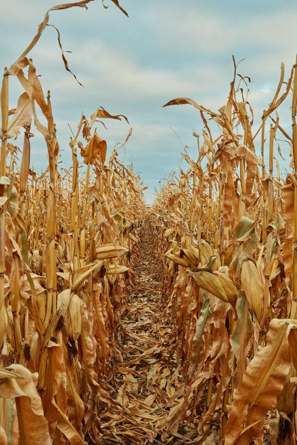 Plantation of Dried Maize Plants Ready To Harvest Stock Photo - Image ...