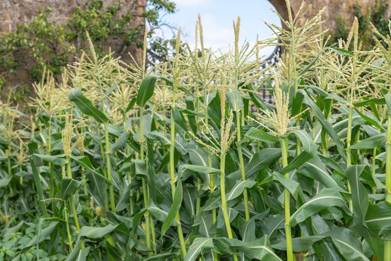 Maize plants stock image. Image of natural, horizontal - 228462557