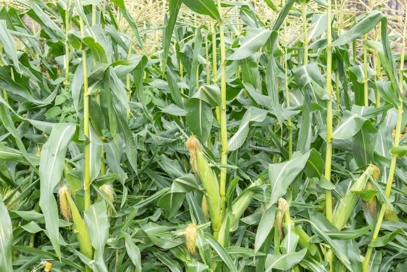 Maize plants stock image. Image of environment, outdoors - 228463123