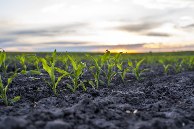 Close Up of a Rows of Young Corn Plants on a Agricultural Field in a ...