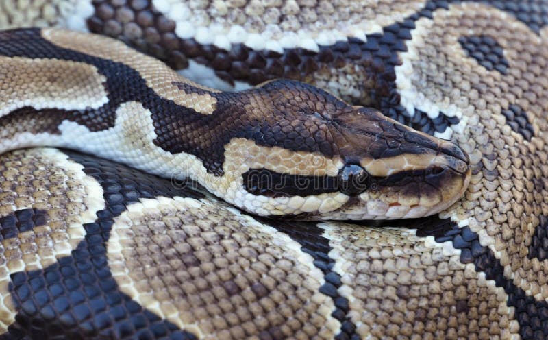 421 Beautiful Regius Snake Stock Photos - Free & Royalty-Free Stock Photos from Dreamstime