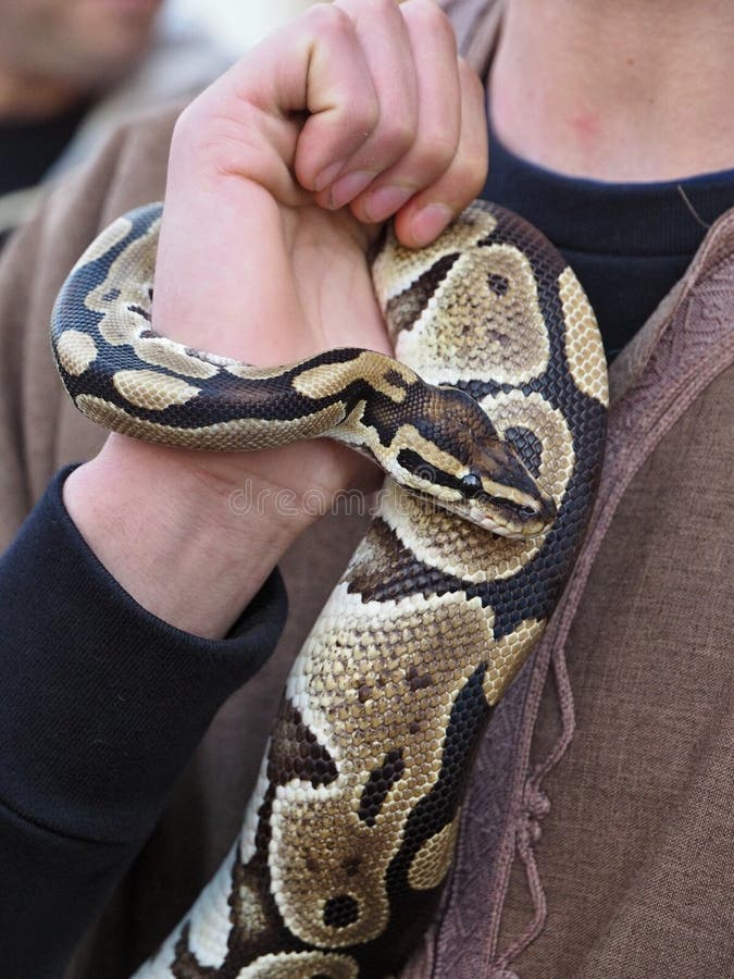 Handler Holding Royal Python Snake Coiled Around Arm Stock Photo - Image of danger, brown: 398973810