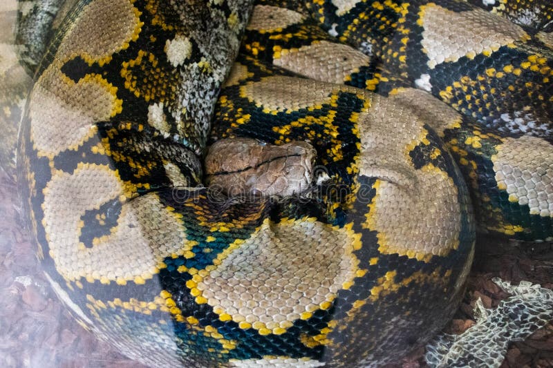 Close Up of a Royal Python (Python Reticulatus) Stock Photo - Image of ...