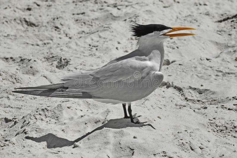Close up of a royal tern stock image. Image of bird, close - 78020425