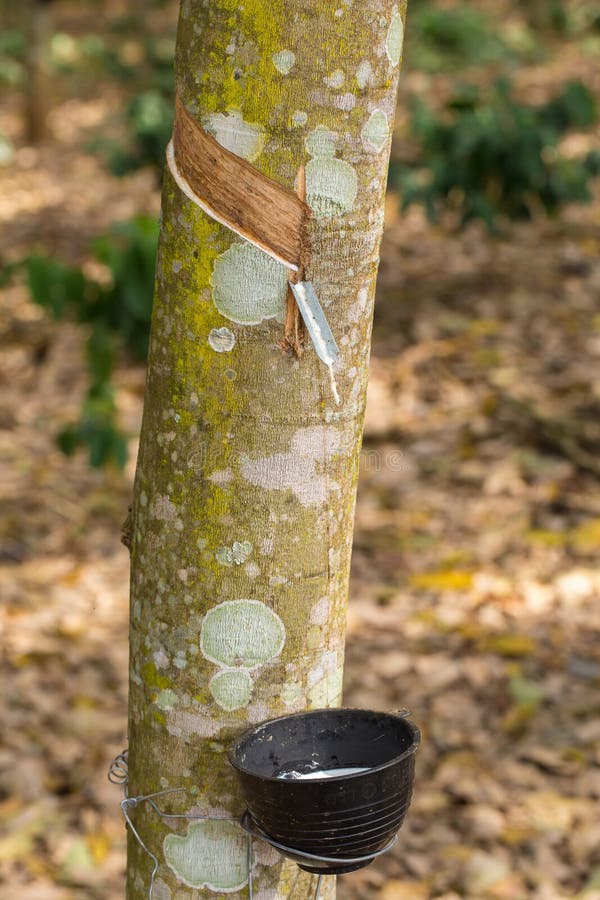 Close-up of the Rubber Latex Drop from a Rubber Tree Stock Photo ...