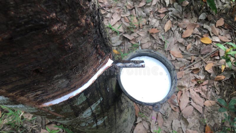 Close-up of the Rubber Latex Drop from a Rubber Tree Stock Video ...