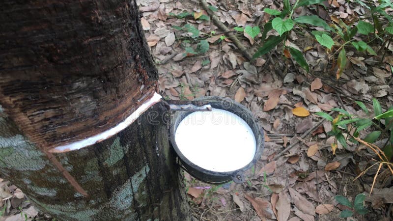 Close-up of the Rubber Latex Drop from a Rubber Tree Stock Video ...