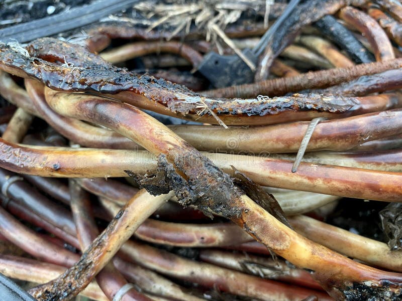 Rubber Power Cord after Fire Stock Photo - Image of rust, construction ...