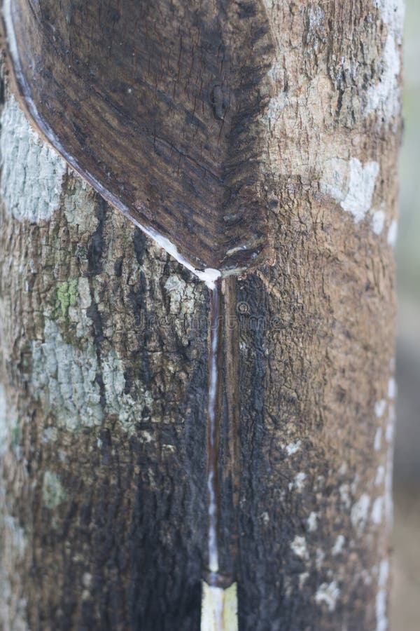 Close Up of Rubber Sap Flowing Down the Trunk Stock Image - Image of ...