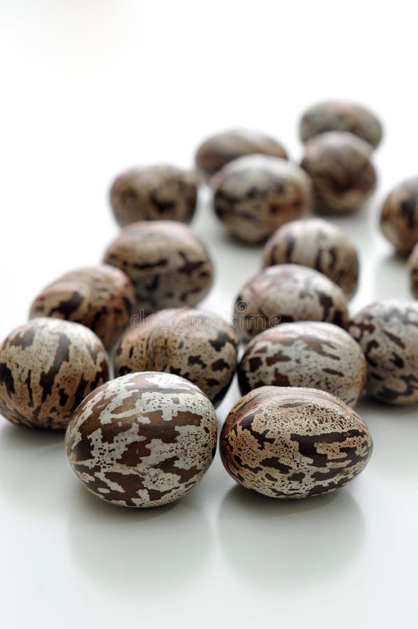 Rubber Seeds stock photo. Image of hevea, macro, seringa - 16860412