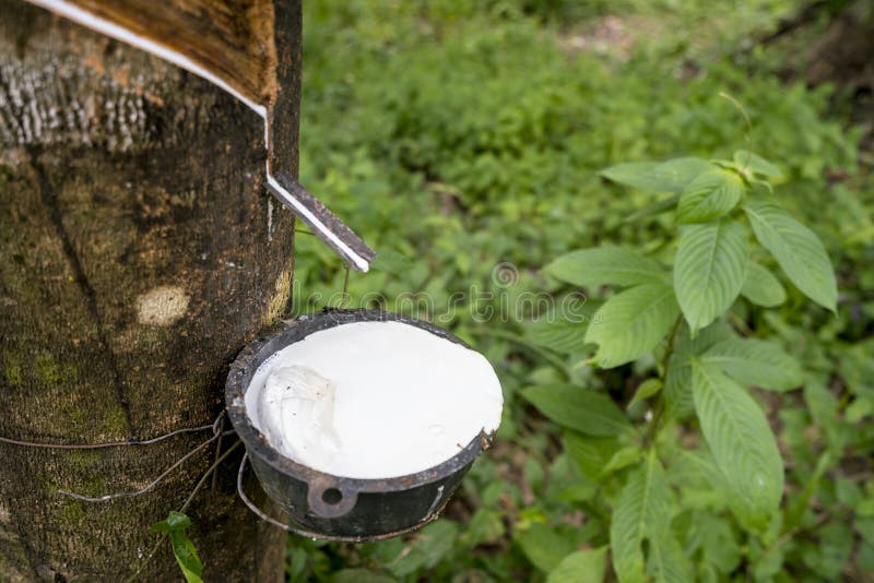 Rubber Tapping. Source of Natural Rubber Latex Tapping from Rubber ...