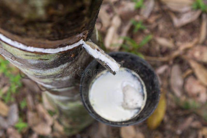 Close-up of Rubber Tree with Focus on Tapped Trunk Stock Image - Image ...