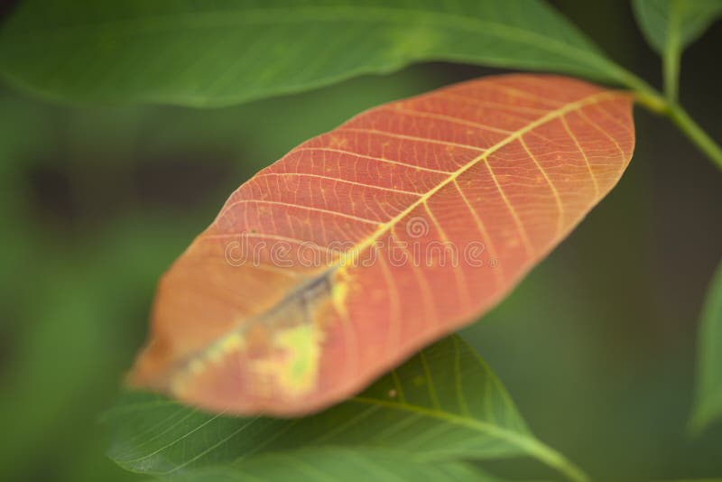 Close Up of Rubber Tree Leaf Stock Image - Image of organic, floral ...
