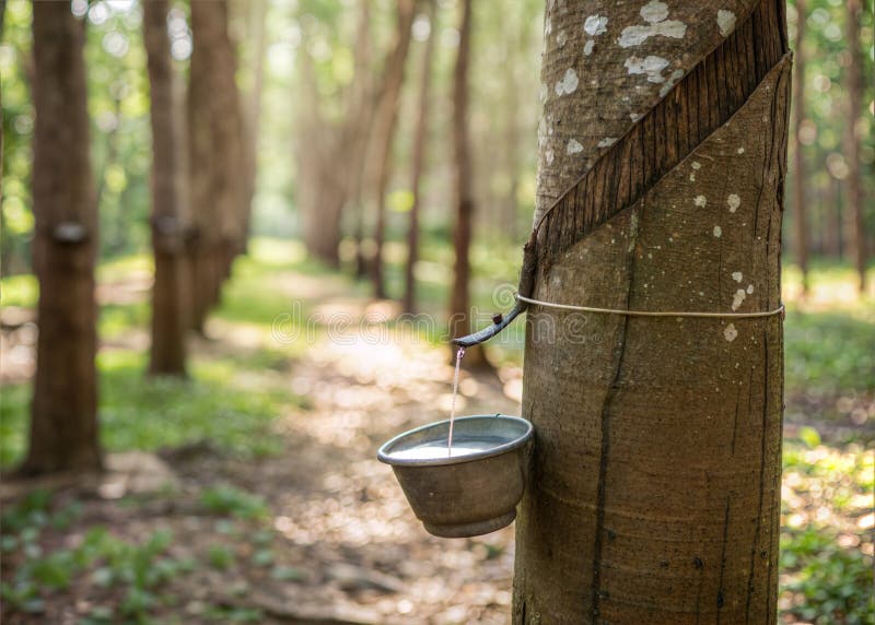 Rubber Tree Sap Collection in a Tropical Forest Stock Illustration ...
