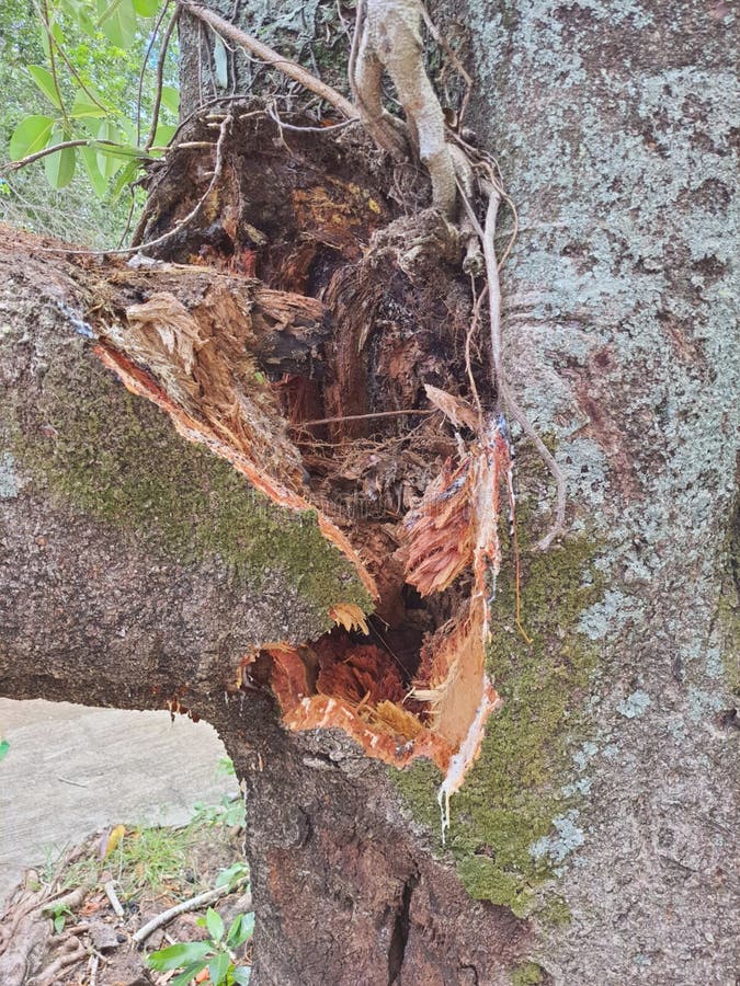 Close-up of a Rubber Tree Trunk Broken after a Storm Hevea Brasiliensis ...