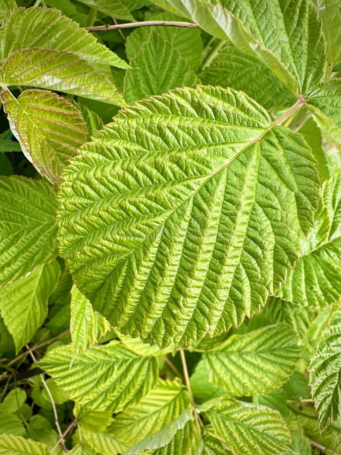 Close-up of Rubus Idaeus (Raspberry) Leaf in Vibrant Green Foliage ...