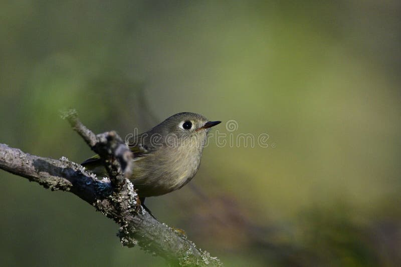 Close Up of a Ruby Crowned Kinglet Bird Stock Image - Image of beauty ...