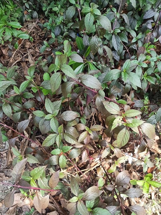 Close Up of Ruby Leaf Plant Stock Photo - Image of green, purple: 276491290