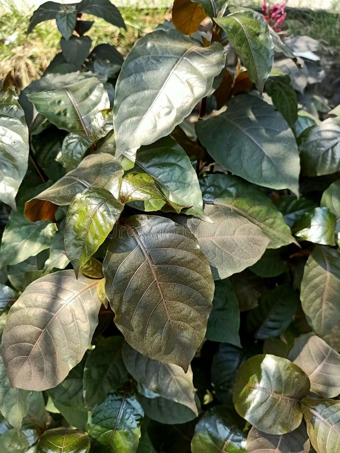 Close Up of Ruby Leaf Plant Stock Image - Image of bloom, amaranthaceae ...