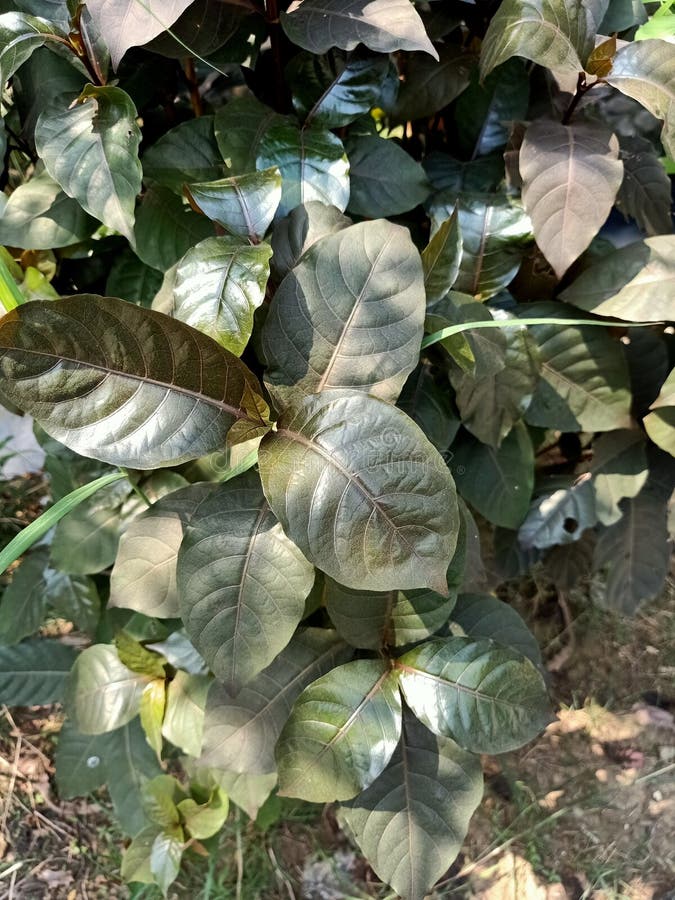 Close Up of Ruby Leaf Plant Stock Photo - Image of closeup, floral ...
