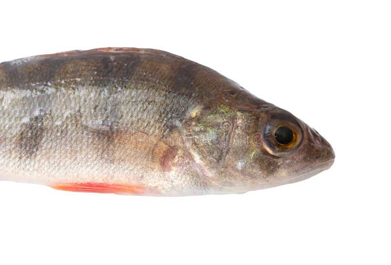 Close Up of Ruff Fish Isolated on White Background Stock Image - Image ...