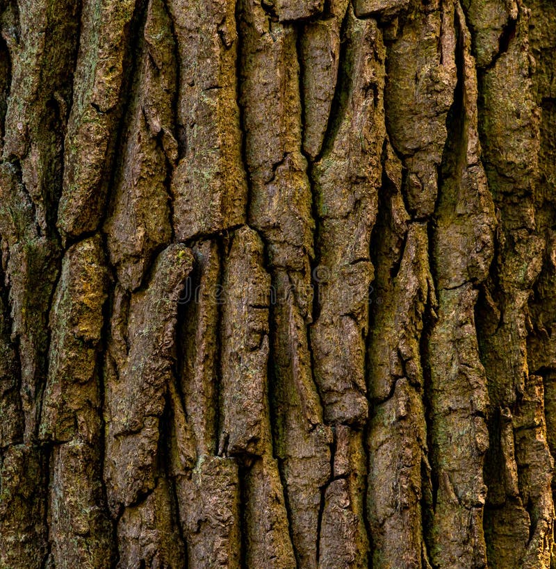 Rough bark texture stock photo. Image of design, background - 197944496