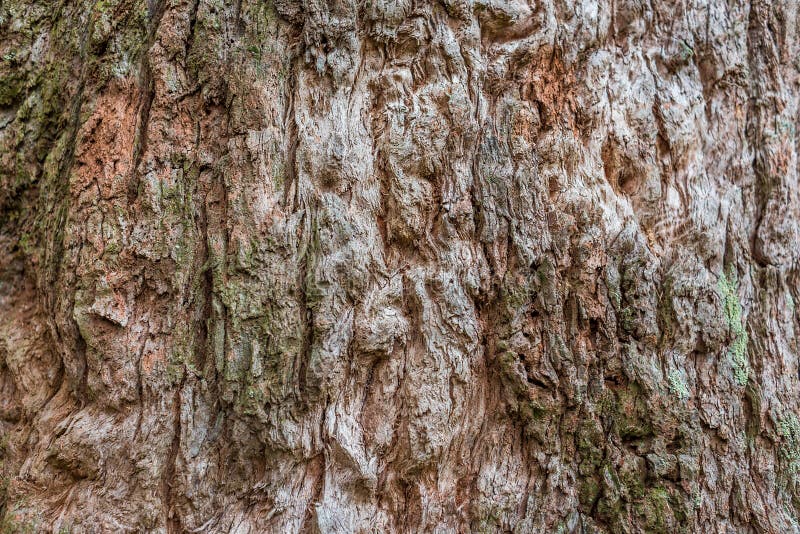 Close Up of Rugged Tree Bark Texture Stock Photo - Image of rough ...