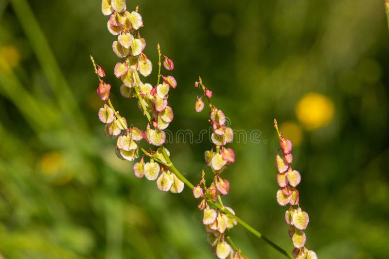 Close-Up of Rumex Plant Seeds (Fruits) Stock Photo - Image of rumex ...