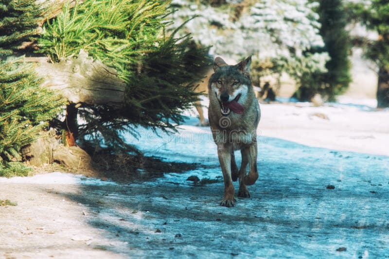 Close Up on Running Wolf in the Forest Stock Image - Image of outdoor ...