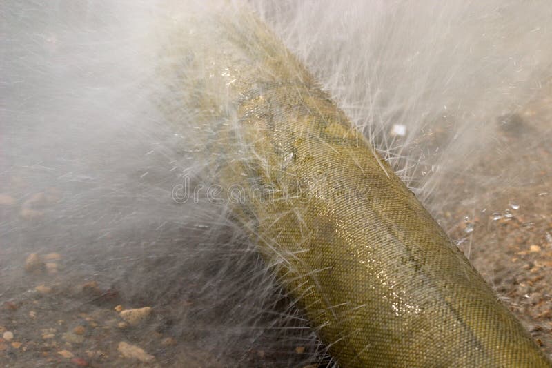 1,437 Damaged Hose Stock Photos - Free & Royalty-Free Stock Photos from ...