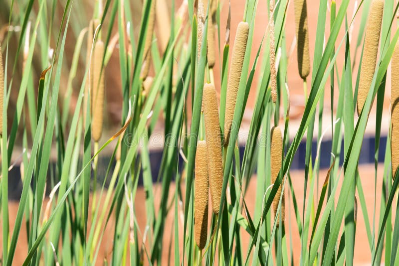 A Close Up of a Rush Plant. Stock Image - Image of plant, stalk: 57485129