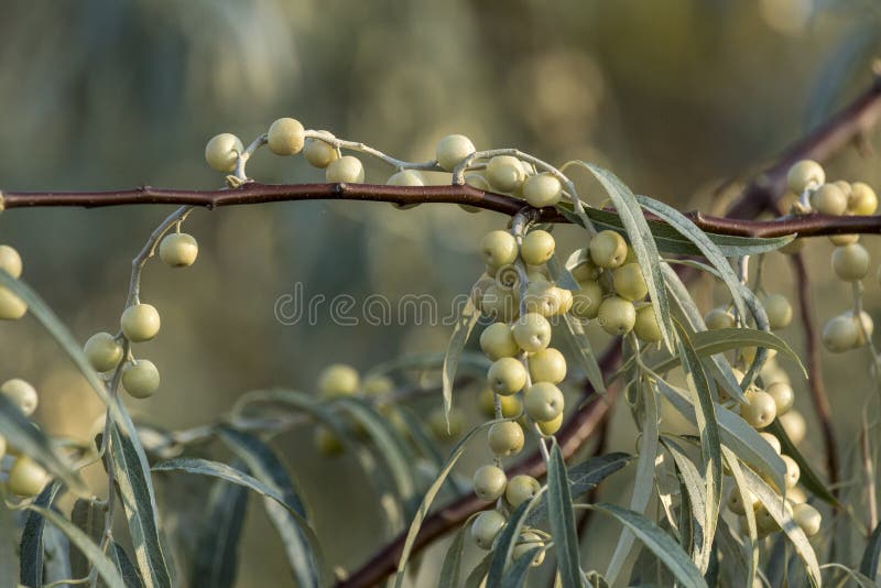 Close Up Russian Olive Branch with Young Fruit Stock Photo - Image of ...
