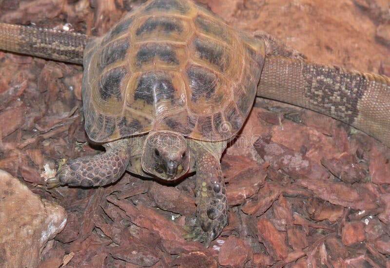Russian Tortoise Crawling on Bark Chips, Showing Its Long Tail Stock ...