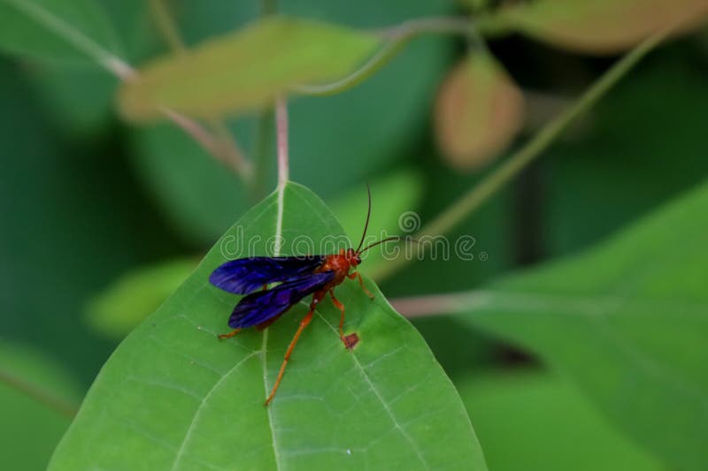Close-up of a Rusty Spider Wasp Perched on a Green Leaf Stock Image ...