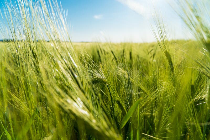Close Up of Rye Ears Growing on the Field. Growing Rye. Grain for Rye ...