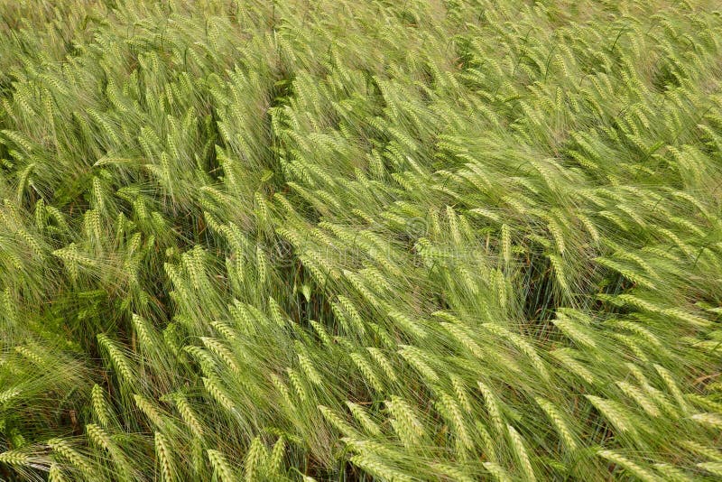 Close Up Photography Of Rye Picture. Image: 109886032