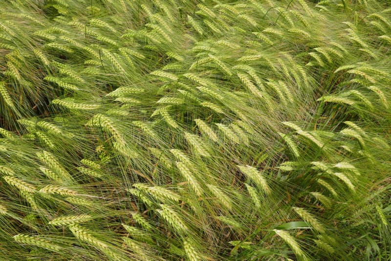 Close Up Photography Of Rye Picture. Image: 109886032