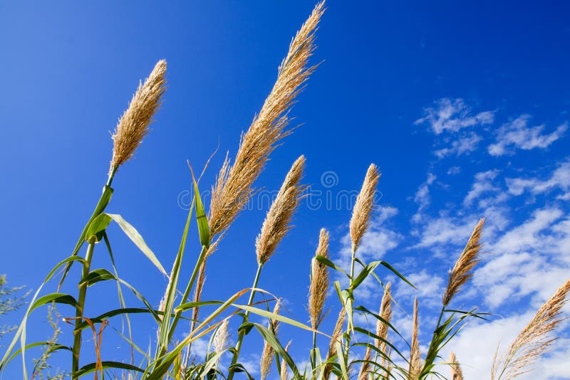 Close Up of Rye Grass on the Field with Blue Sky on Background Stock ...