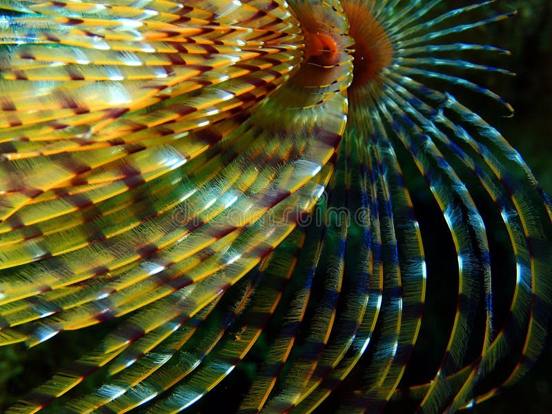 Spirograph stock image. Image of deep, animal, sabellida - 216268033