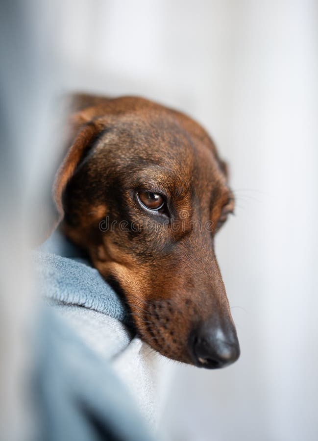 Close-up of a Sad Brown Dachshund. Stock Illustration - Illustration of ...