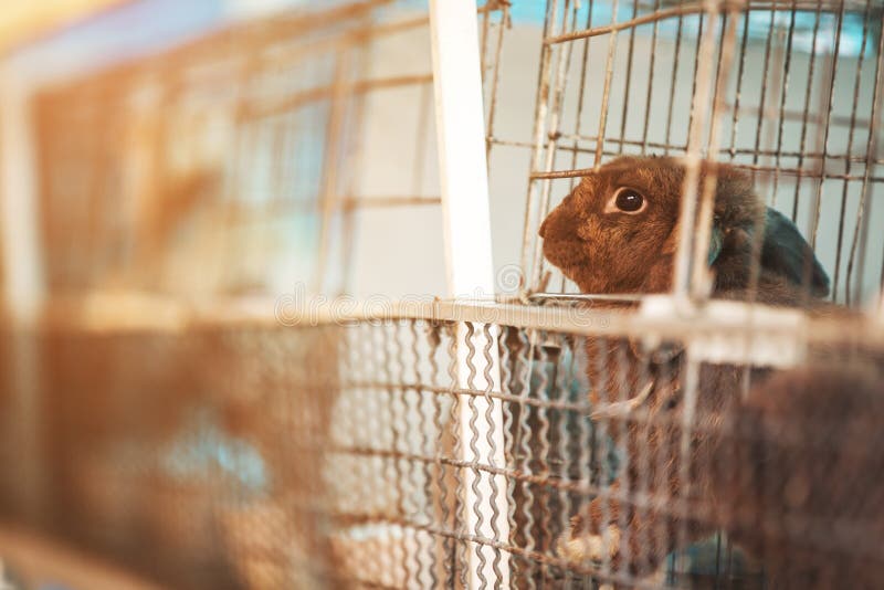 Sad Imprisoned Rabbit Behind Metal Bar. Stock Image - Image of paradise ...