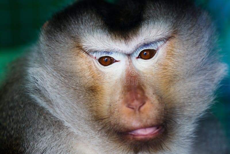 Sad Monkey Looking at the Camera Stock Image - Image of animal ...