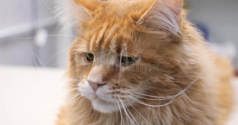 Close-up of a Sad Muzzle of a Big Cat Thinking about Something. a ...