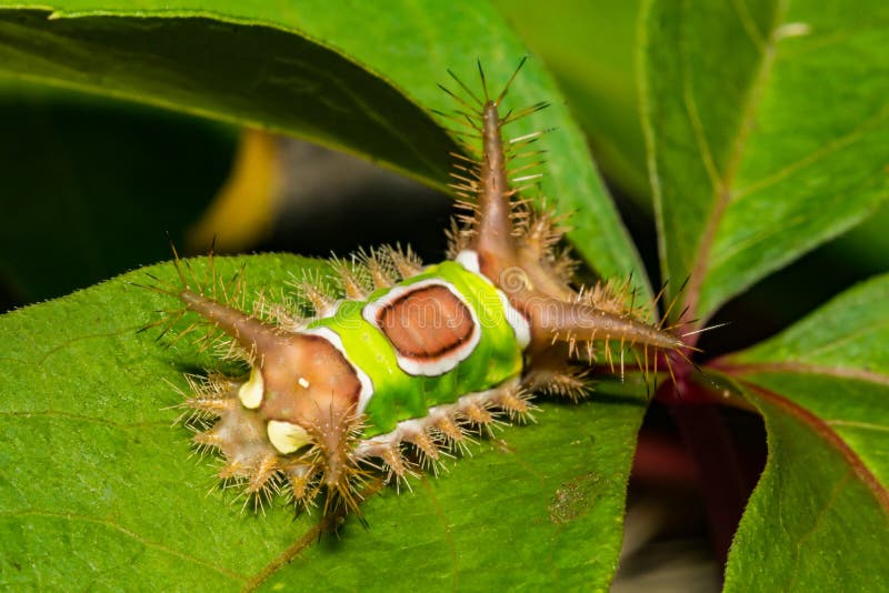 Saddleback caterpillar stock photo. Image of outside - 17988948