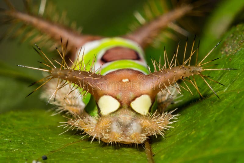 Saddleback Caterpillar stock image. Image of amazing - 125165861